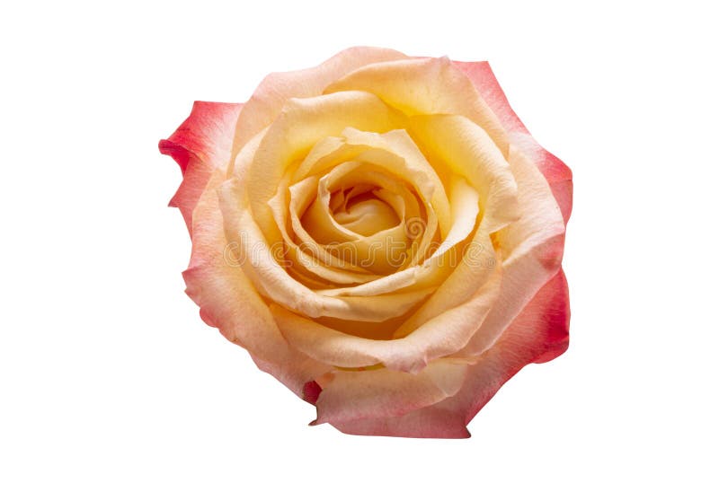 Cream rose isolated stock image. Image of fresh, beautiful - 208917623