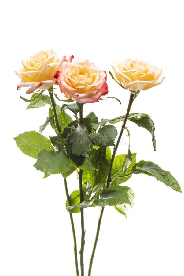 Cream rose isolated stock image. Image of wallpaper - 208917635