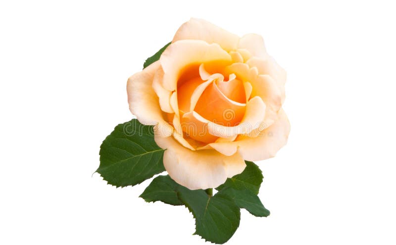 Cream rose isolated stock image. Image of petal, background - 240433265