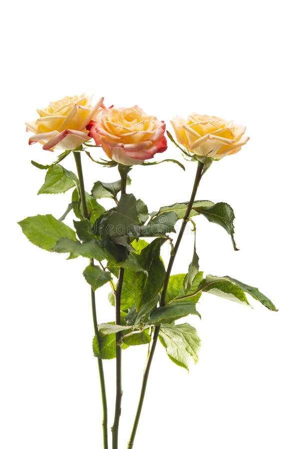 Cream rose isolated stock image. Image of color, rose - 187136033