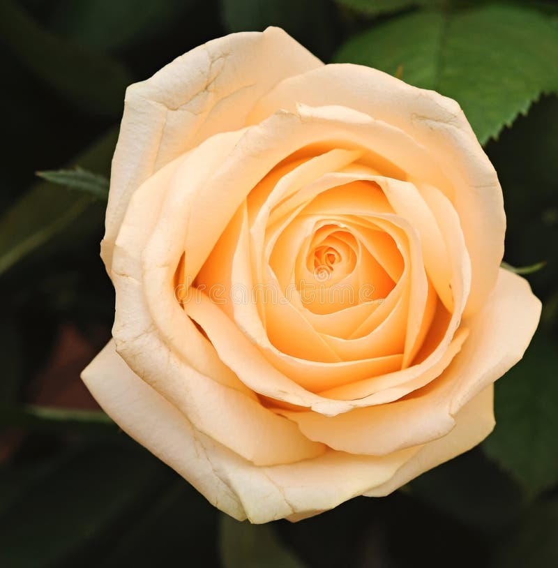 Cream-colored roses stock image. Image of flora, romance - 25736263