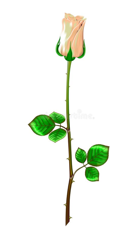 Cream Rose with Stem and Leaves on a White Background.Vector Ill Stock ...