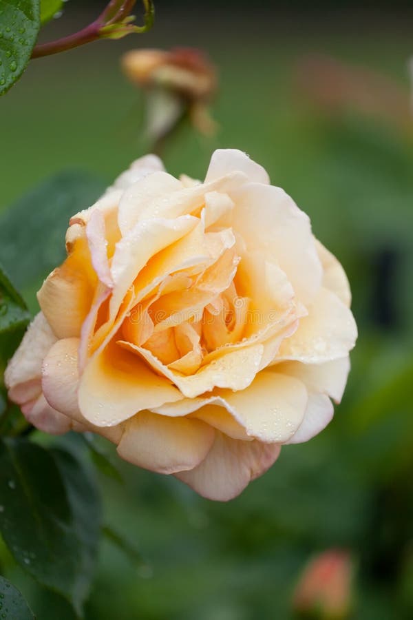 Cream rose stock photo. Image of petals, bush, moisture - 31679262