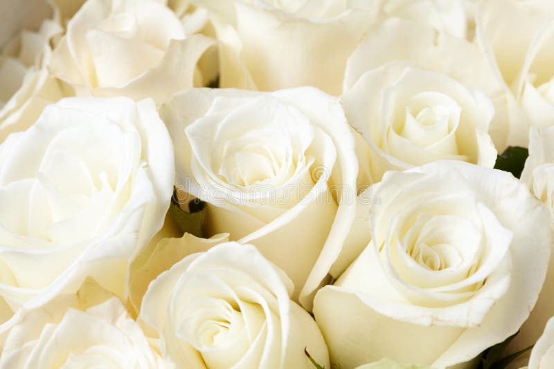 Cream roses stock image. Image of marriage, closeup, flora - 17034849