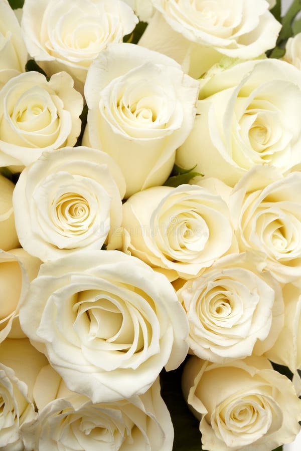 Cream roses stock image. Image of marriage, closeup, flora - 17034849