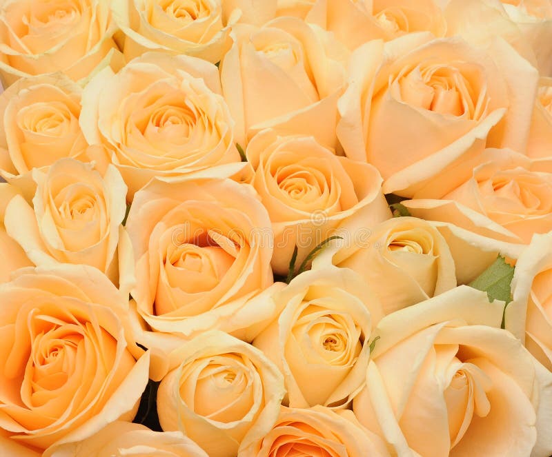 Cream roses background stock image. Image of passion - 25510159