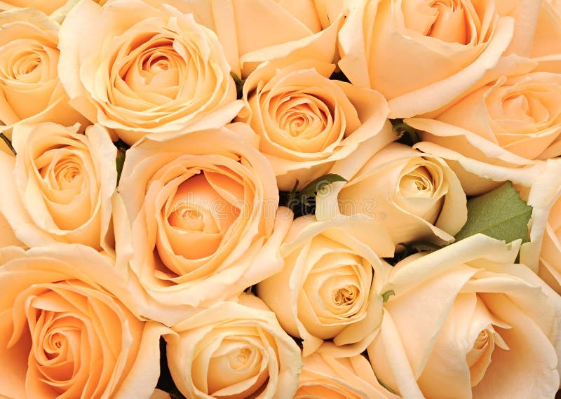 Cream roses background stock photo. Image of bloom, gift - 25510164