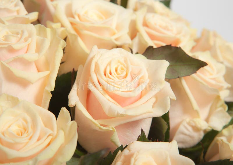 Cream roses stock photo. Image of romantic, spring, beauty - 48835732