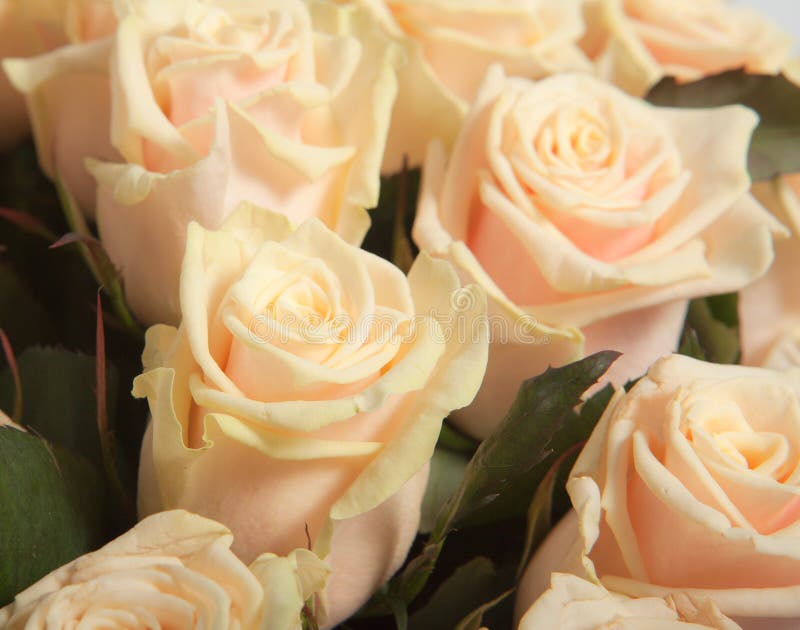 Summer Blossoming Delicate Roses on Blooming Flowers Festive Background ...