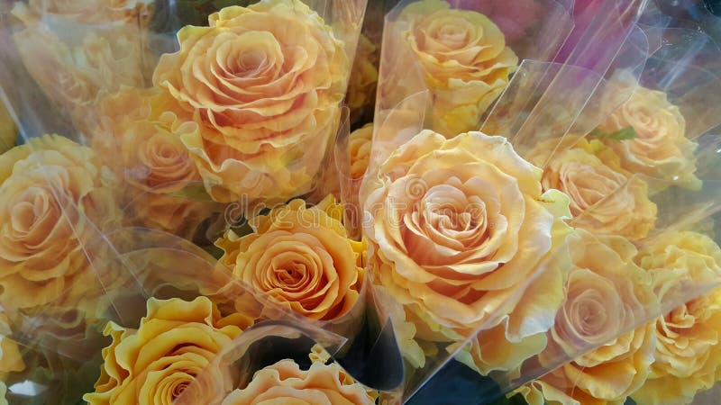 Cream Roses in Flower Shop. Stock Image - Image of rose, outside: 70016347