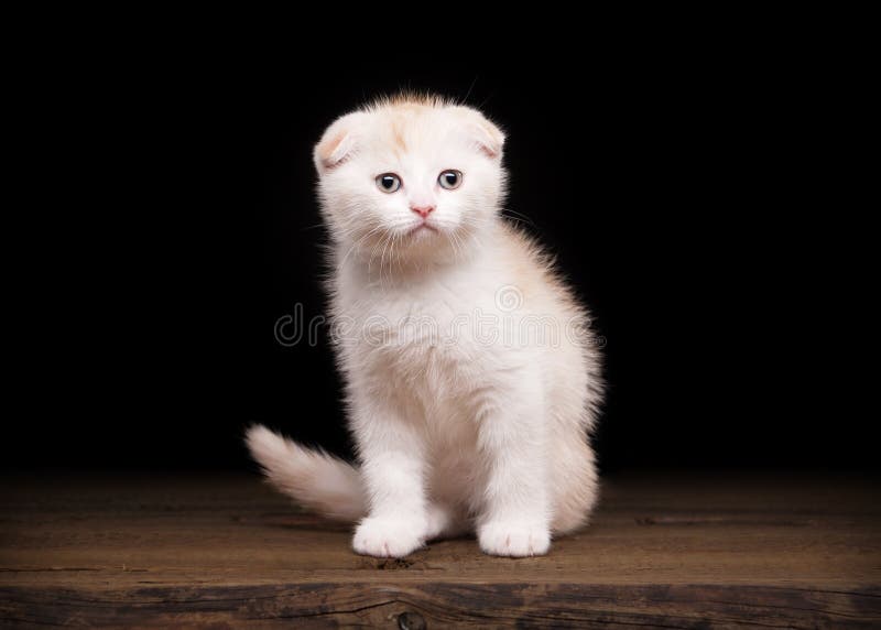 Cream Scottish Fold Kitten on Table with Wooden Texture Stock Image ...