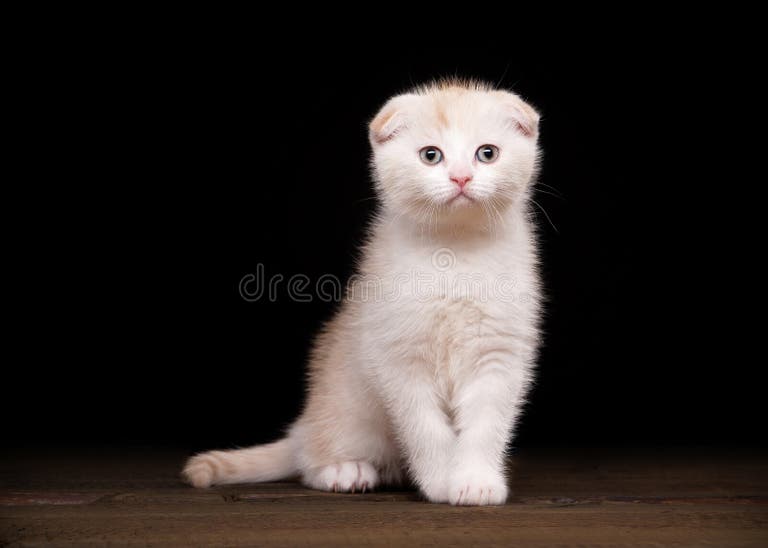 Cream Scottish Fold Kitten on Table with Wooden Texture Stock Photo ...