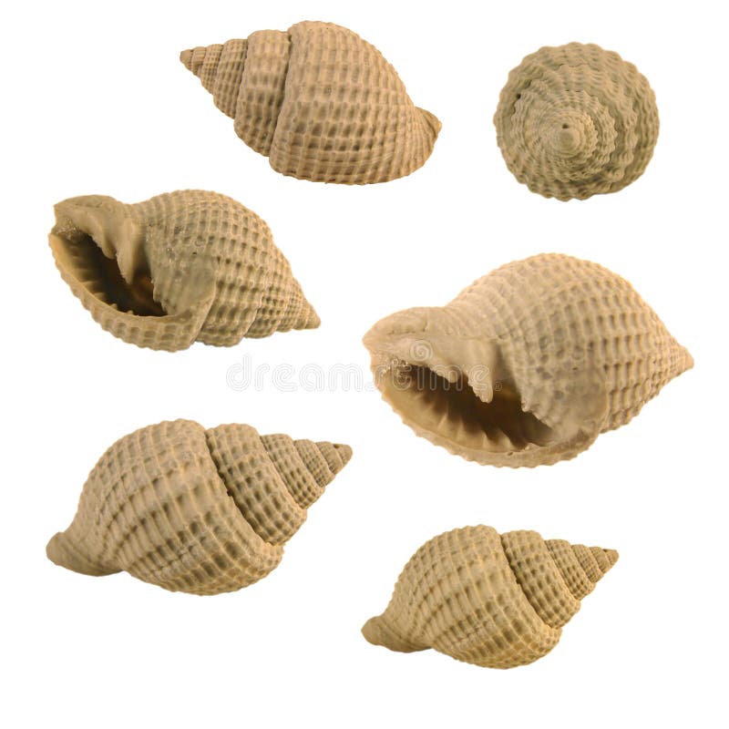 Cream Seashell stock image. Image of sand, cream, snail - 4454767