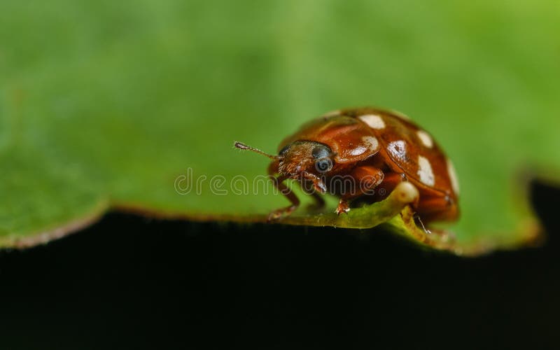 Cream-spot Ladybird (Calvia 14-guttata) Stock Photo - Image of ...