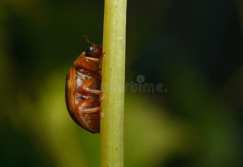 Cream-spot Ladybird (Calvia 14-guttata) Stock Image - Image of eyes ...