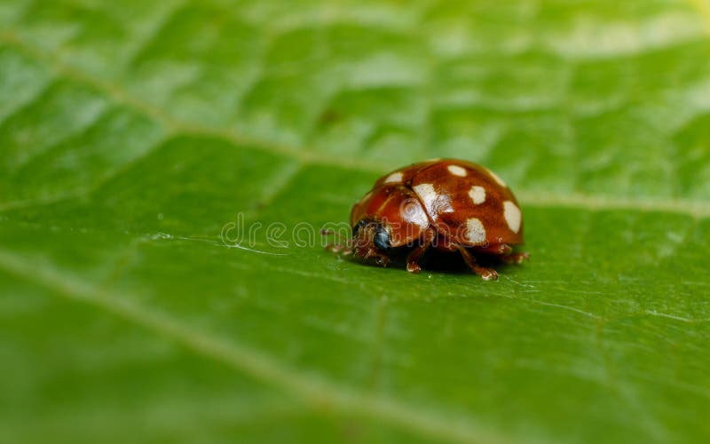 Cream-spot Ladybird (Calvia 14-guttata) Stock Image - Image of ...