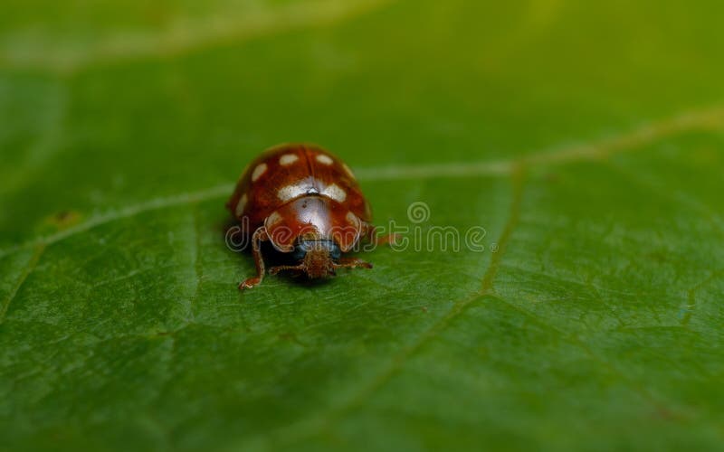 Cream-spot Ladybird on a Green Leaf Stock Image - Image of leaf, garden ...