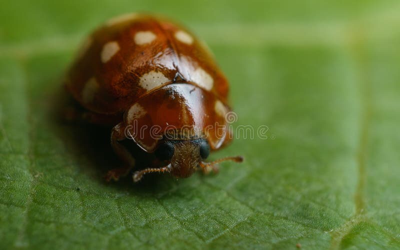 Cream-spot Ladybird (Calvia 14-guttata) Stock Image - Image of england ...
