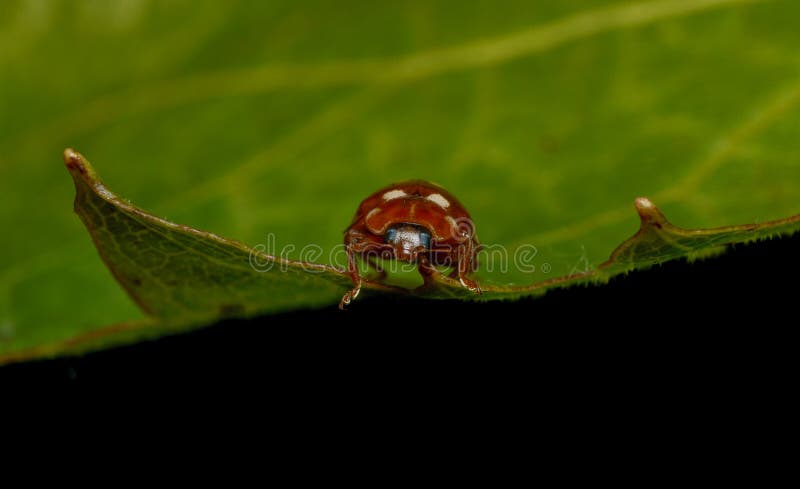 Cream-spot Ladybird (Calvia 14-guttata) Stock Image - Image of guttata ...