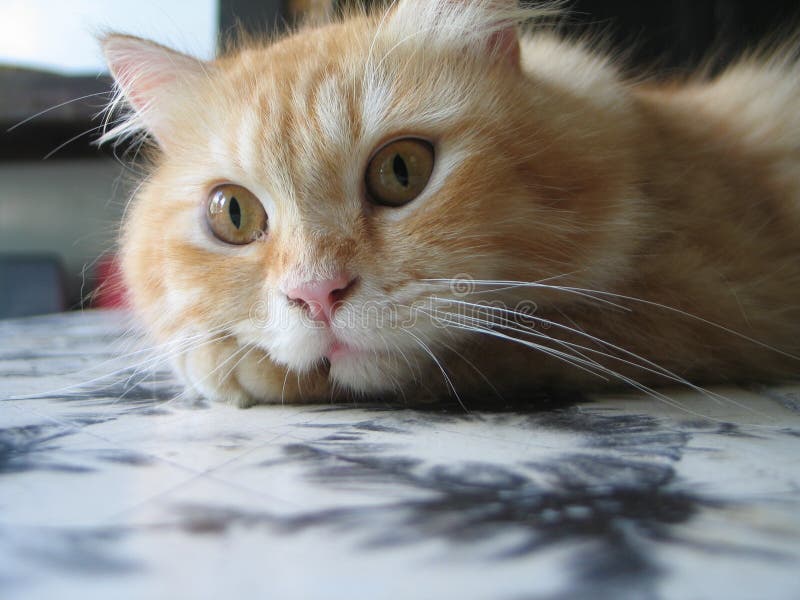 2,159 Cat Looking Left Stock Photos - Free & Royalty-Free Stock Photos ...