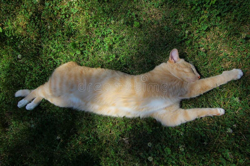 Cream Tabby Domestic Shorthair Cat Sleeping on Grass Stock Photo ...