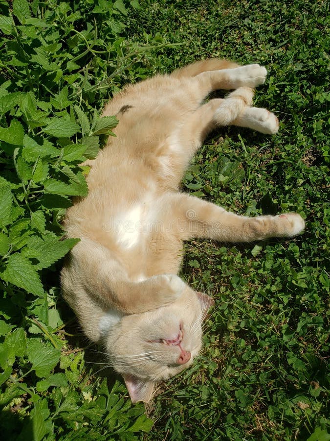 Cream Tabby Domestic Shorthair Cat at Rest on the Ground Stock Photo ...