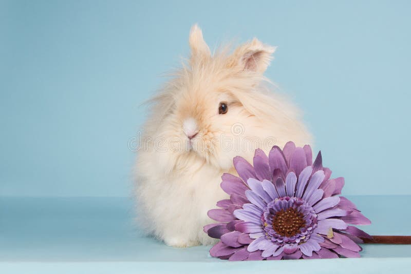 1,958 Cream Rabbit Photos - Free & Royalty-Free Stock Photos from ...