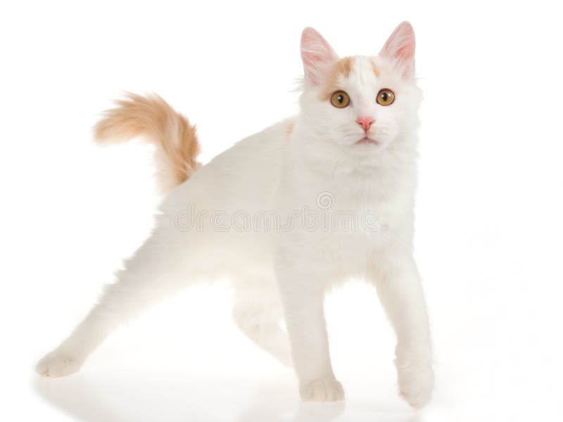White Turkish Van Cat Premium Photo | A White Cat Of The Breed