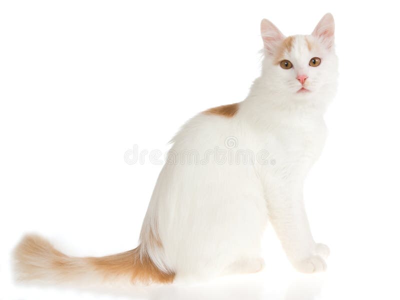 Turkish Van Cat stock image. Image of ears, eyes, turkish - 15791309