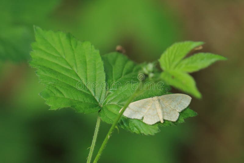 Cream wave moth on leaf stock image. Image of scopula - 256891169