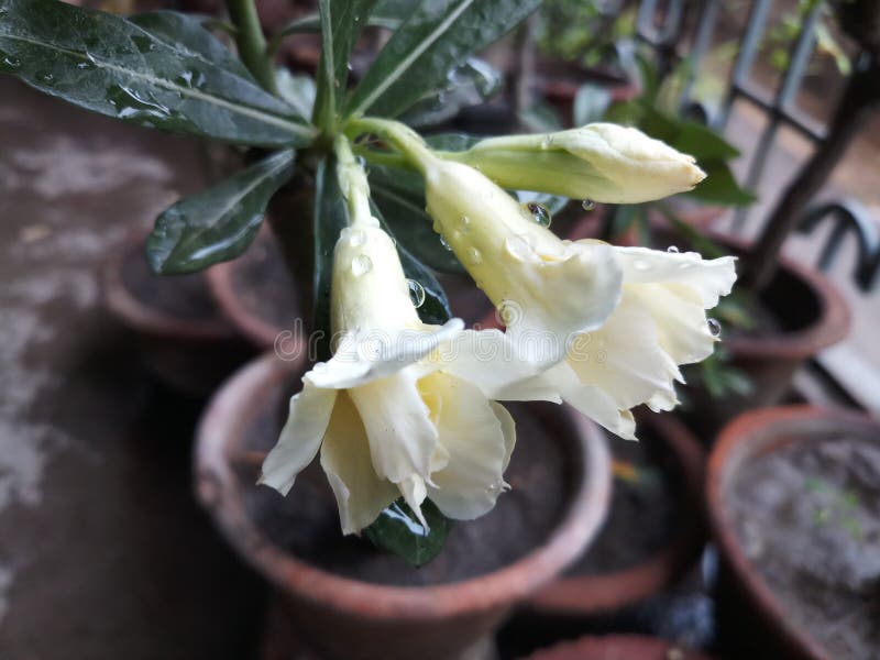 Cream and White Desert Rose Plant in Pot Stock Image - Image of cream ...