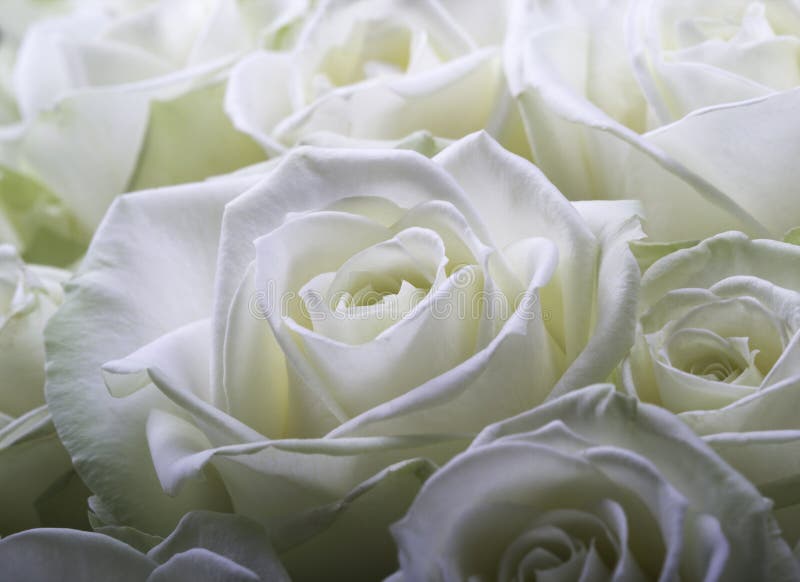 Cream roses stock image. Image of marriage, closeup, flora - 17034849