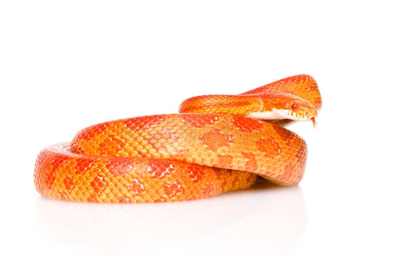 Creamsicle Corn Snake (Elaphe Guttata Guttata). Stock Image - Image of ...