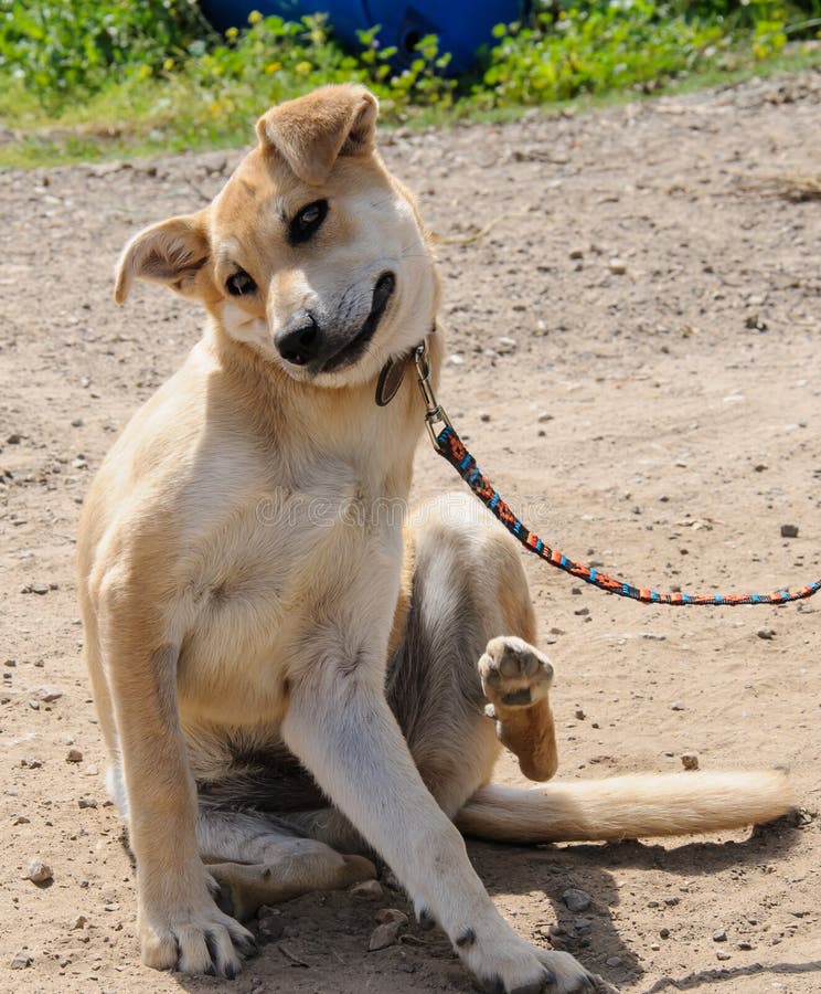 Creamy Dog Scratching an Itch Stock Photo - Image of sitting, playful ...
