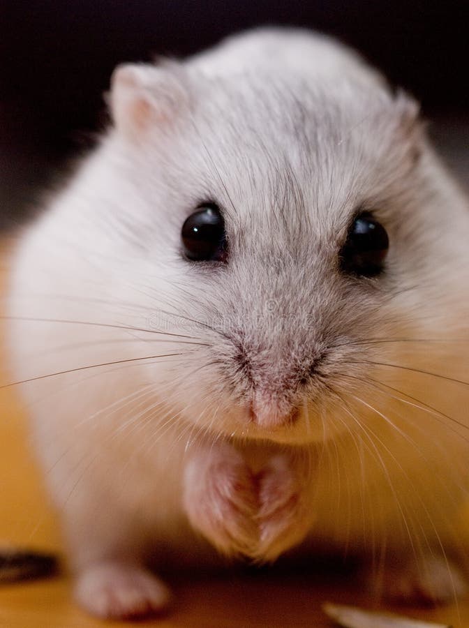 Creamy the hammy stock image. Image of paws, eyes, domesticated - 5000059