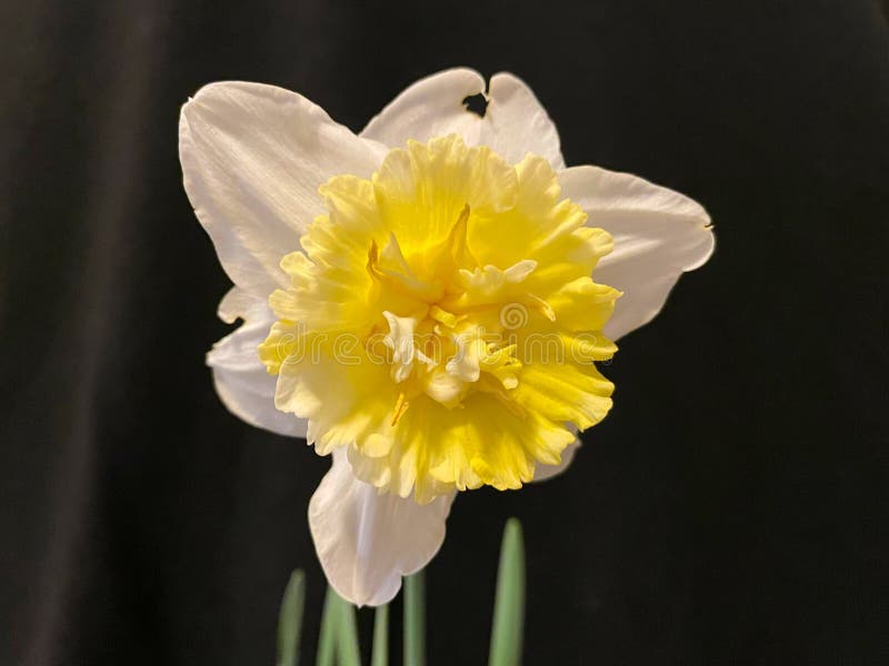 Creamy Ice King Daffodil 04 Stock Photo - Image of narcissus, flower ...