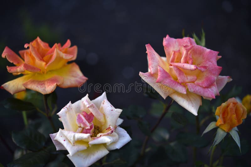 Creamy Pink Rose Flowers in the Setting Sun. Beautiful Orange Flowers ...