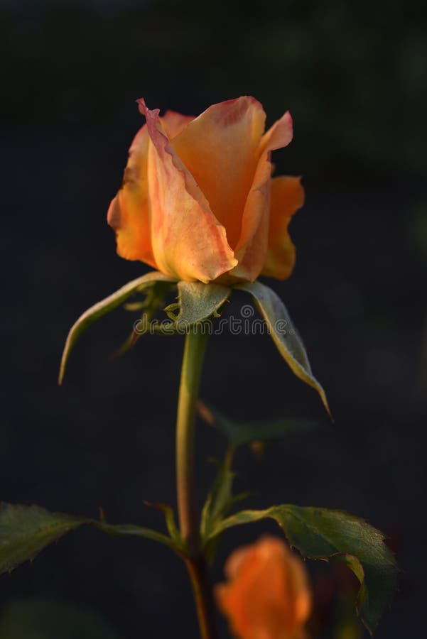 Creamy Pink Rose Flowers in the Setting Sun. Beautiful Orange Flowers ...