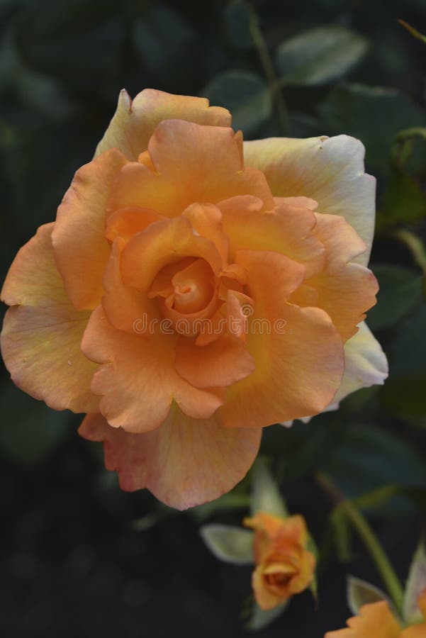 Creamy Pink Rose Flowers in the Setting Sun. Beautiful Orange Flowers ...