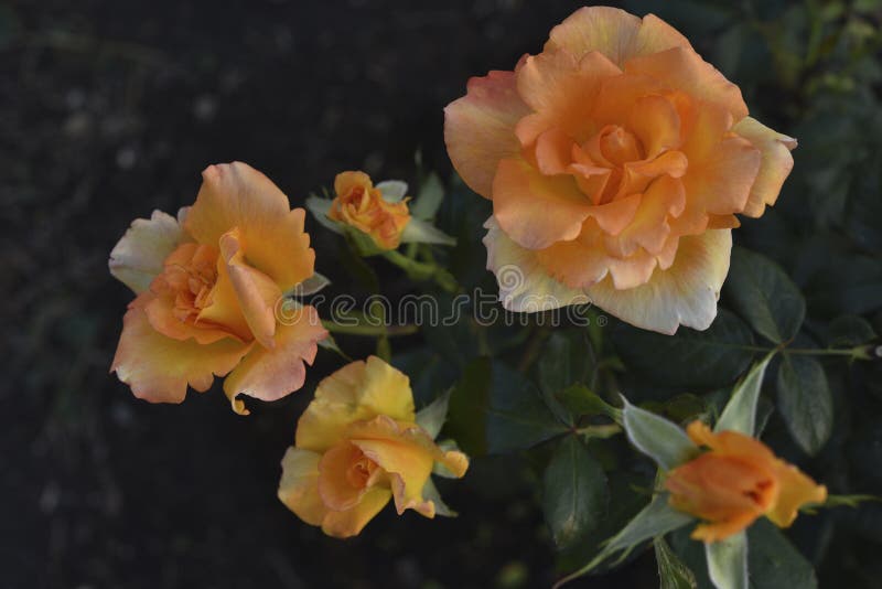 Creamy Pink Rose Flowers in the Setting Sun. Beautiful Orange Flowers ...