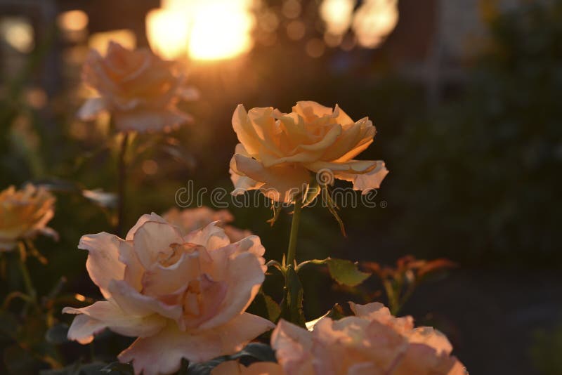 Creamy Pink Rose Flowers in the Setting Sun. Beautiful Orange Flowers ...
