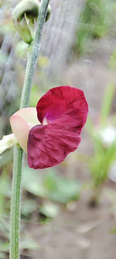 Creamy red single flower stock image. Image of lily - 264938015