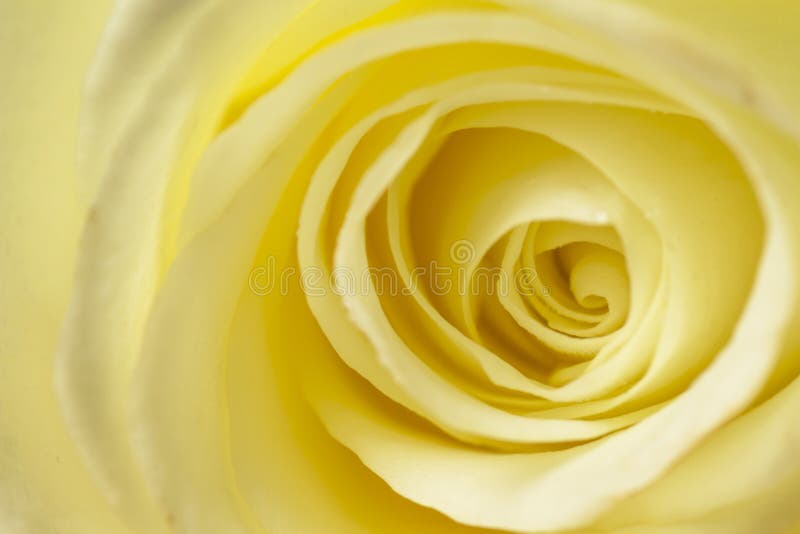 Creamy White Rose Close Up stock photo. Image of floral - 49629010