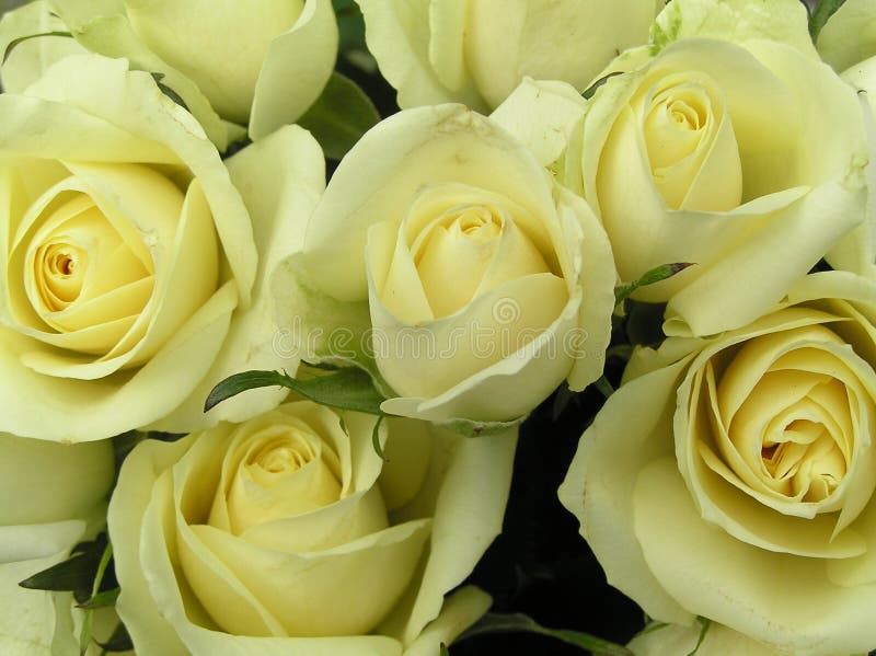 325,039 White Roses Stock Photos - Free & Royalty-Free Stock Photos ...