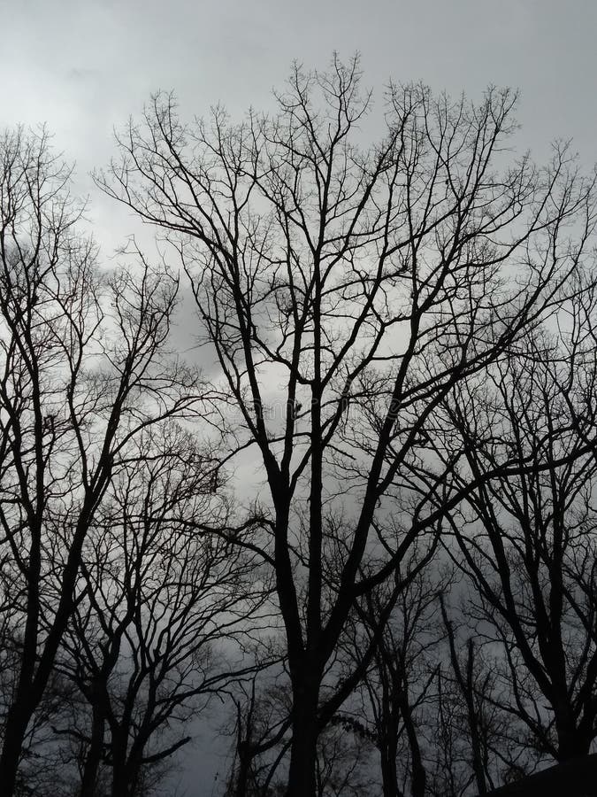 Creapy fall trees stock image. Image of creapy, trees - 154647577