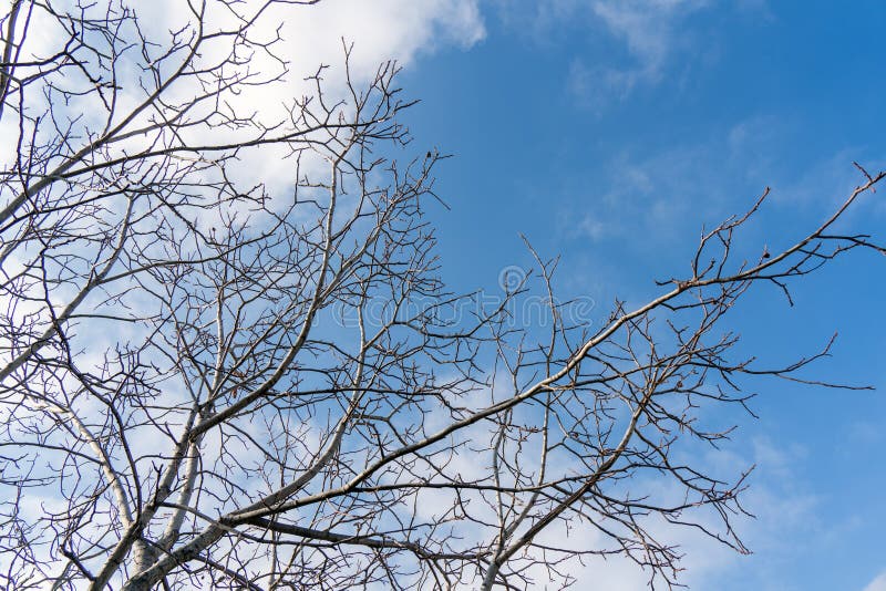 Twisted, Bare Branches of Deciduous Tree in Winter Stock Photo - Image ...
