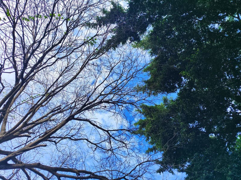 The Bare Branches of One Tree Stretch Out, Intertwining with the Lush ...