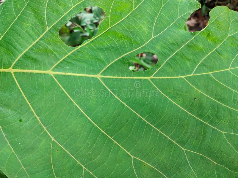 Create Unique and Attractive Patterned Green Leaf Photo Layouts Stock ...