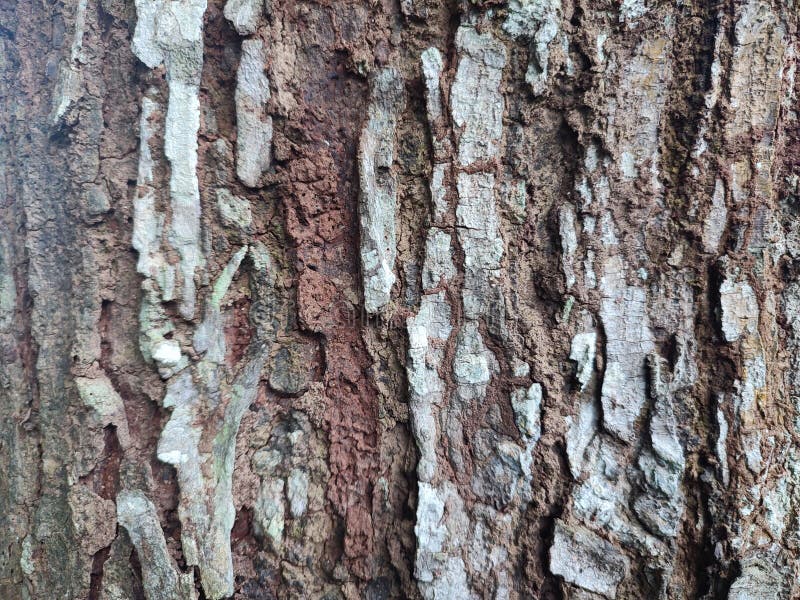 Create Unique and Interesting Tree Bark Photo Layouts Stock Photo ...