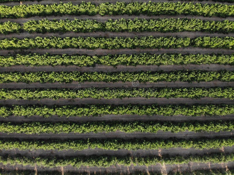 Birds Eye View of Green Rows of Plants Stock Photo - Image of birds ...